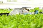 World’s first ‘robot run’ farm to open in Japan - jpralves.net